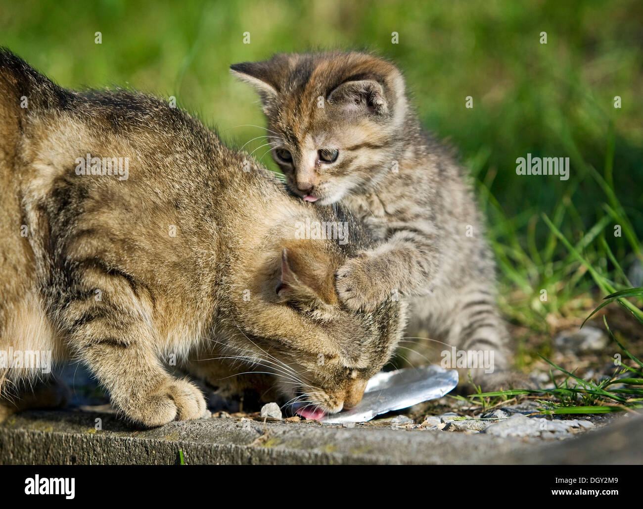 Patting head hi-res stock photography and images - Alamy