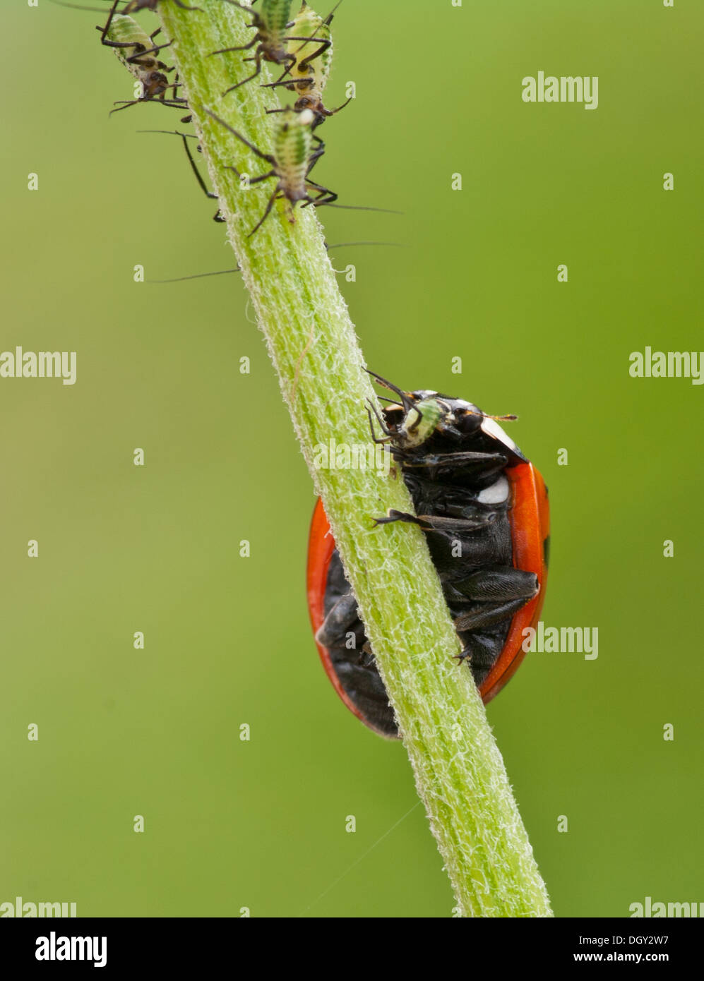 7 spot ladybird eating aphids Stock Photo - Alamy