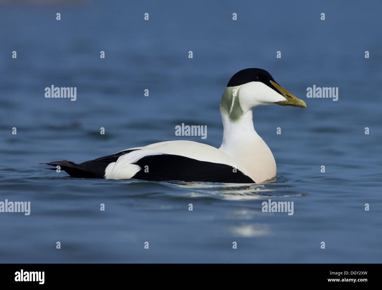 Eider on the sea Stock Photo - Alamy