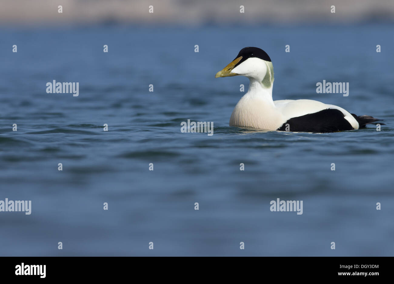 Eider britain hi-res stock photography and images - Alamy