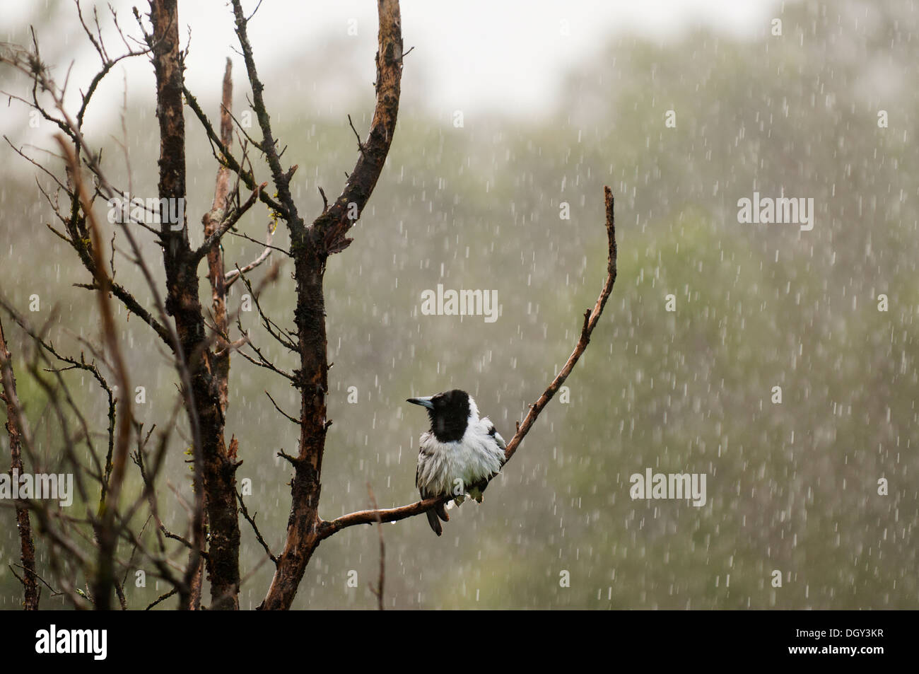 Rain sodden hi-res stock photography and images - Alamy