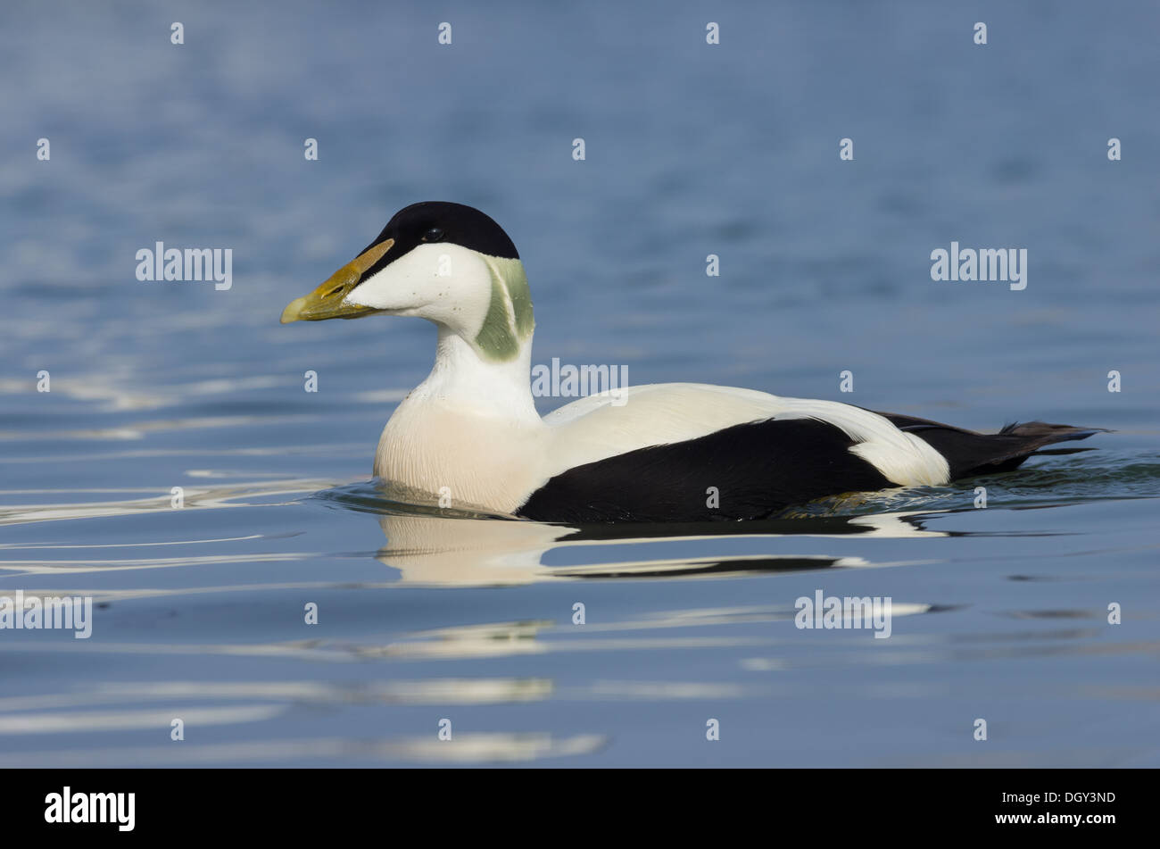 Eider britain hi-res stock photography and images - Alamy