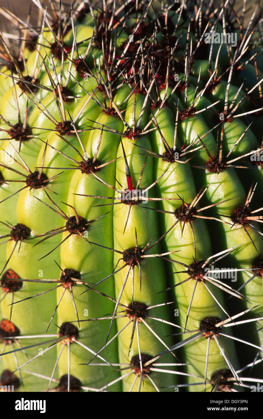 Organ pipe cactus detail, Organ Pipe Cactus National Monument, Arizona ...