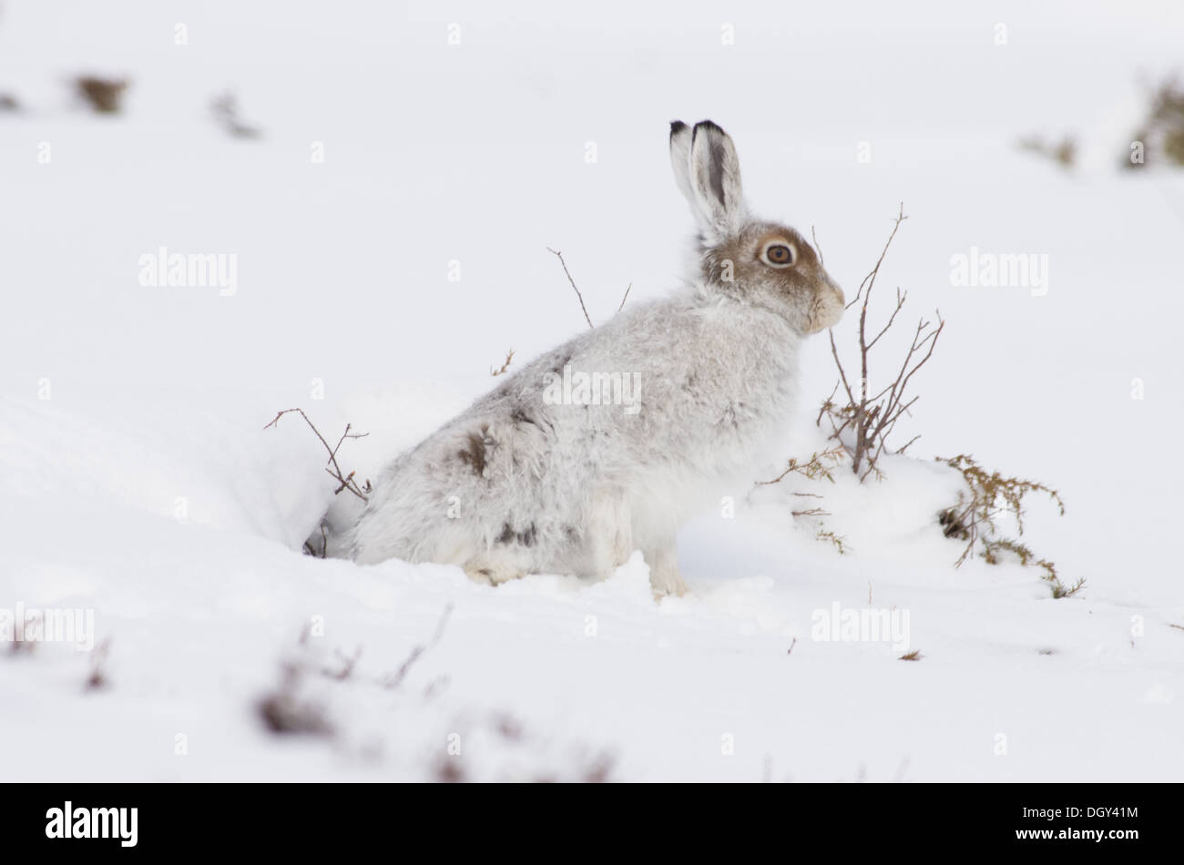 Blue mountain hare in winter hi-res stock photography and images - Alamy