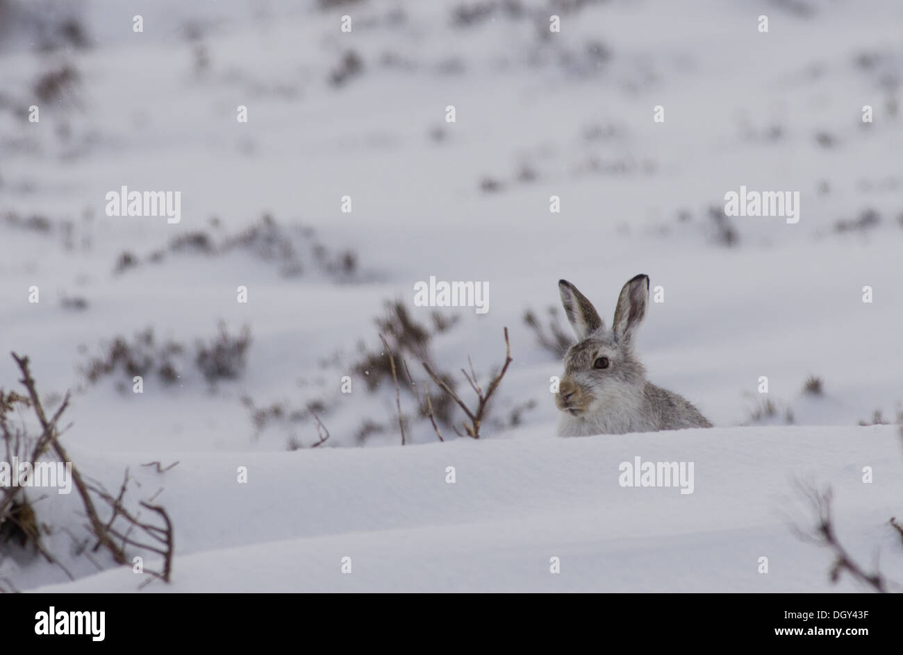 Tundra hare hi-res stock photography and images - Alamy