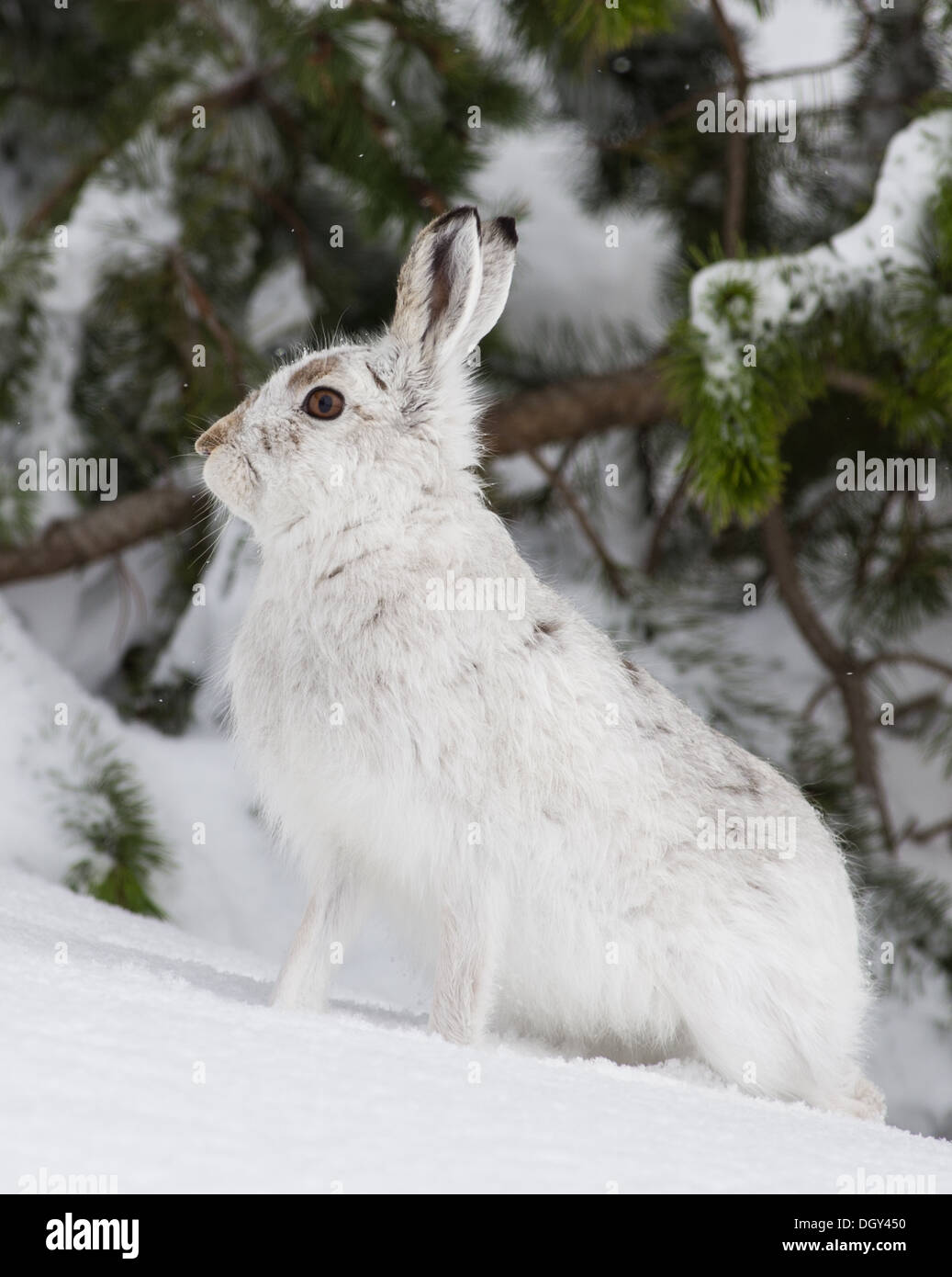 Blue mountain hare in winter hi-res stock photography and images - Alamy