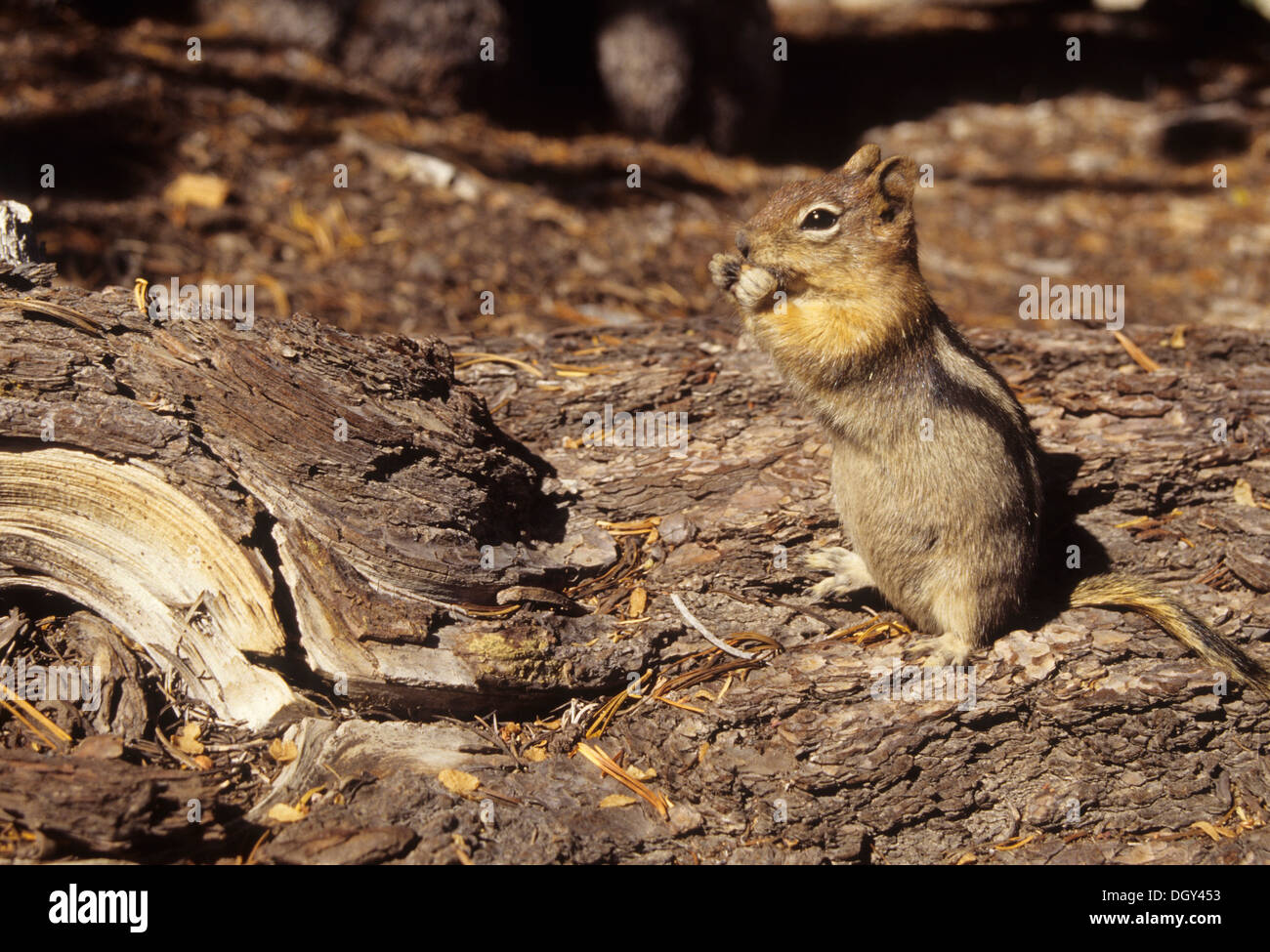 Golden-mantled ground squirrel (Spermophilus lateralis), Crater Lake ...