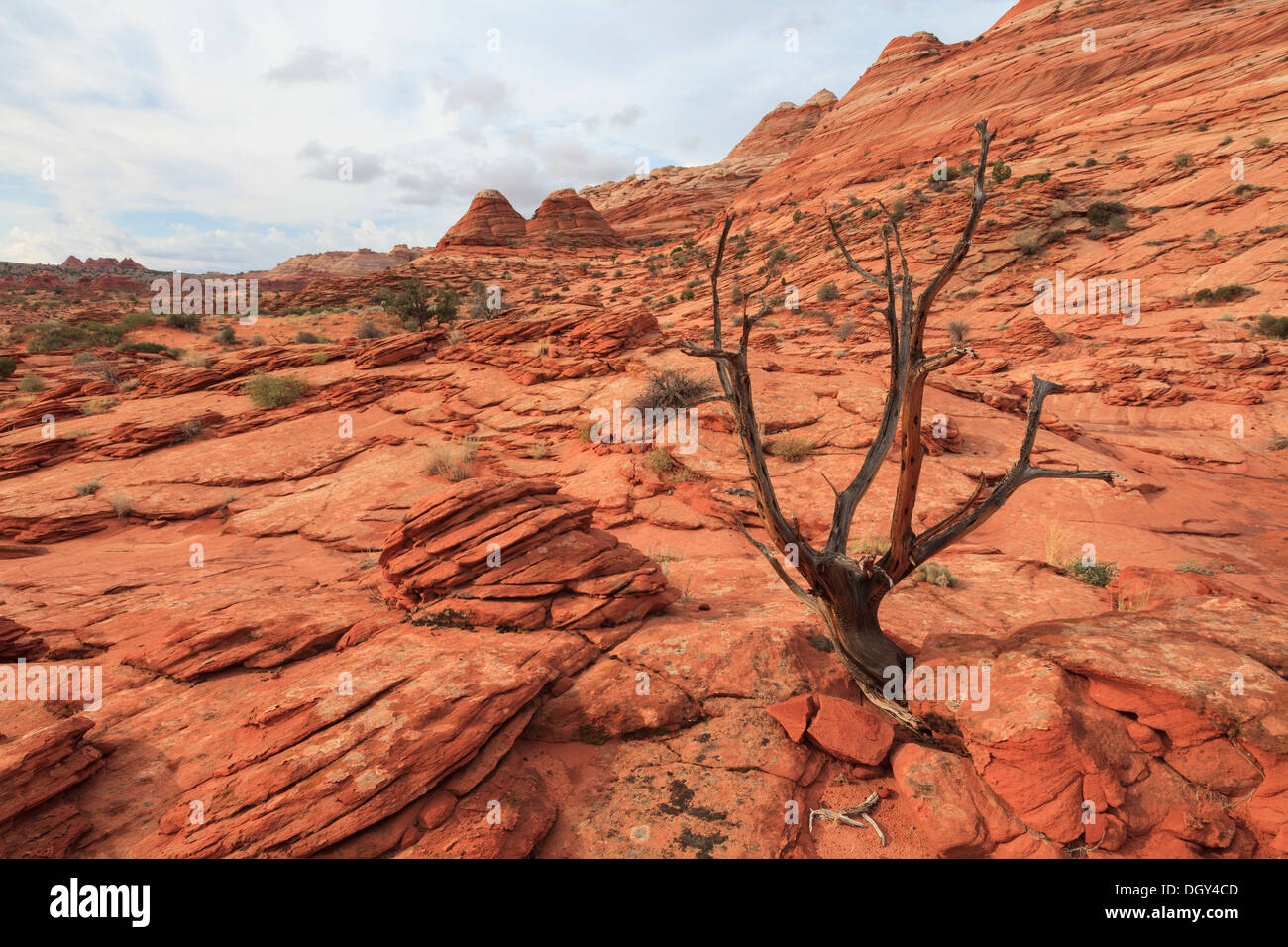 Landscape of stone desert, Coyote Buttes North, Arizona, USA Stock ...