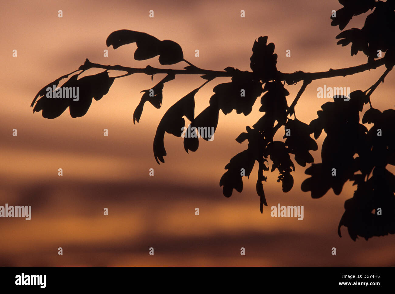 Oregon oak tree leaves hi-res stock photography and images - Alamy