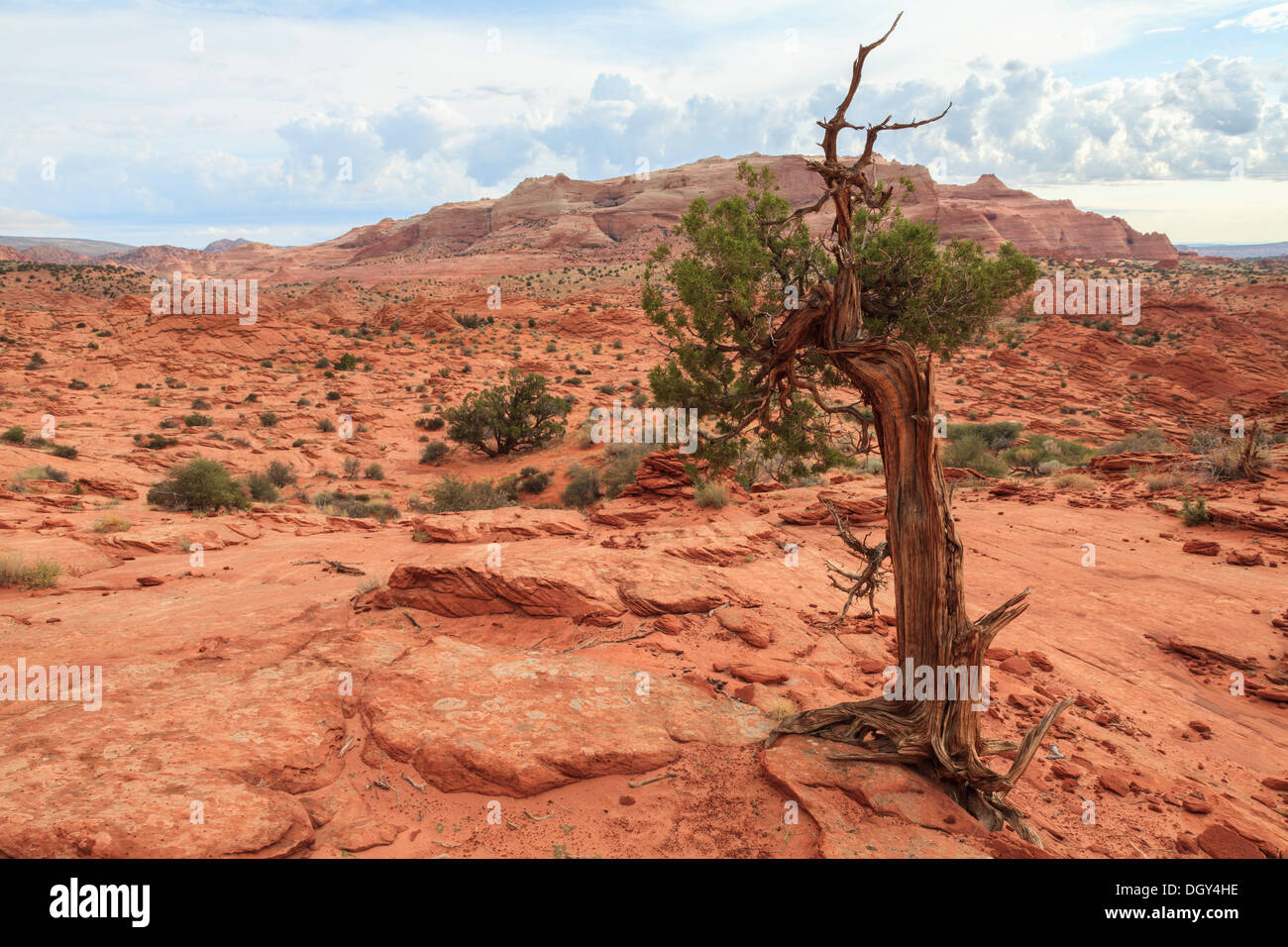 Landscape of stone desert, Coyote Buttes North, Arizona, USA Stock ...