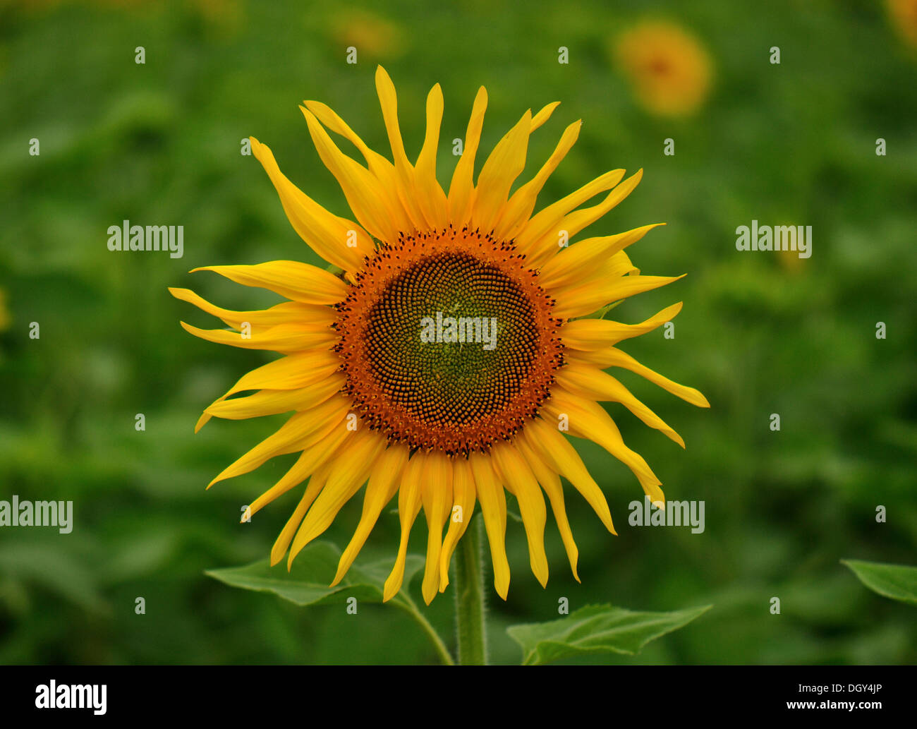 Sunflower facing sun hi-res stock photography and images - Alamy