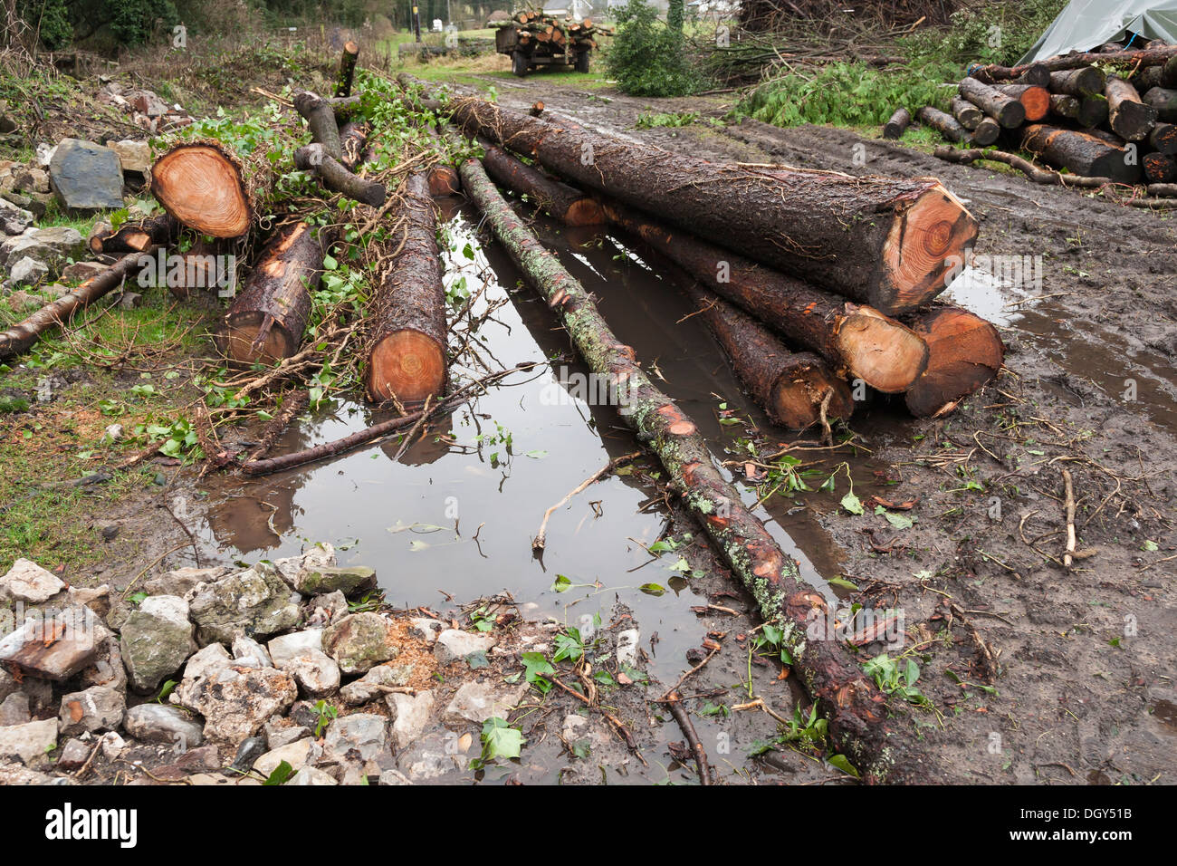 log pile cut on forest floor Stock Photo - Alamy