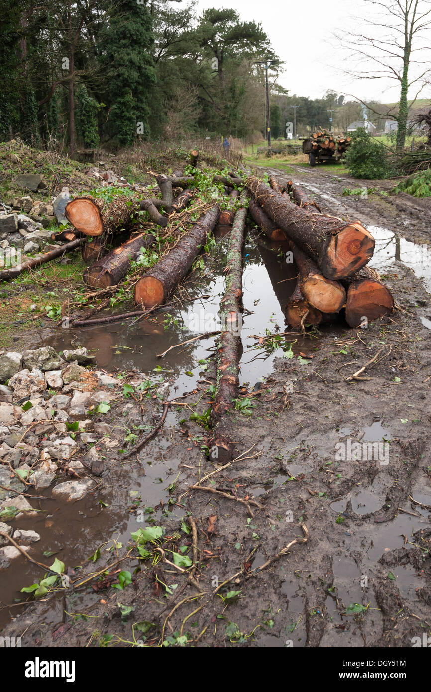 log pile cut on forest floor Stock Photo - Alamy