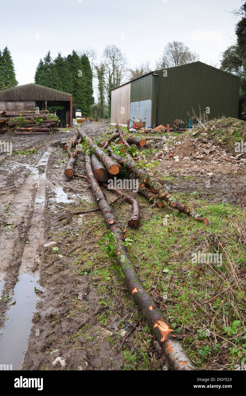 log pile cut on forest floor outside saw mill Stock Photo - Alamy