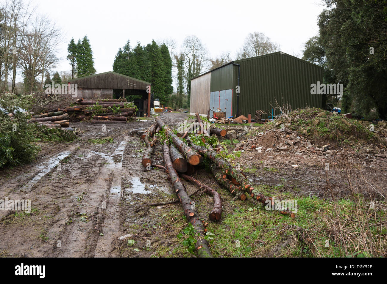 log pile cut on forest floor outside saw mill Stock Photo - Alamy