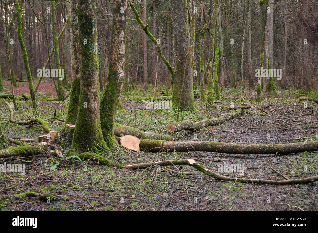 Ash tree dieback hi-res stock photography and images - Alamy