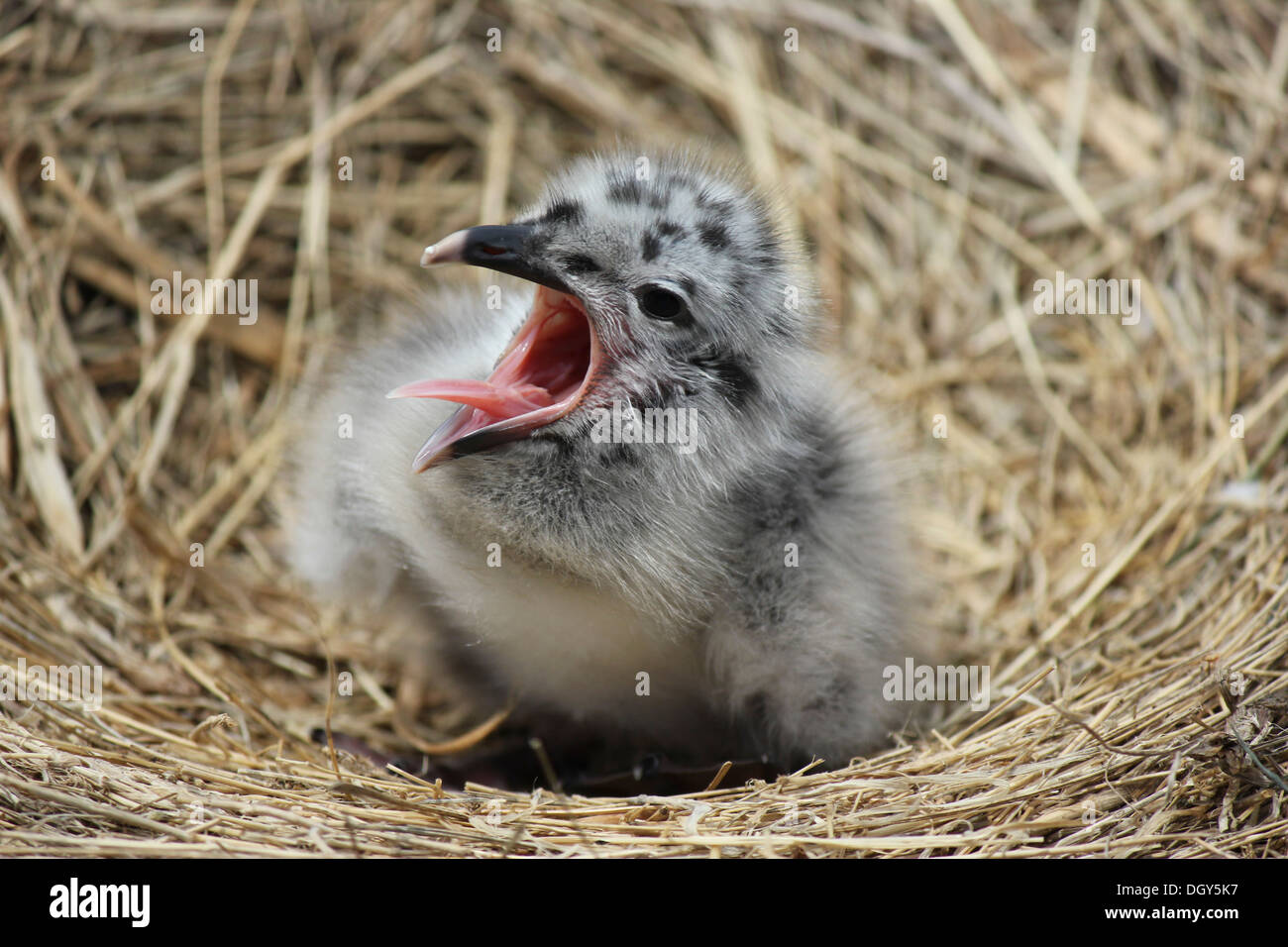 Close-up of open beak of black-backed gull chick in nest (Larus ...