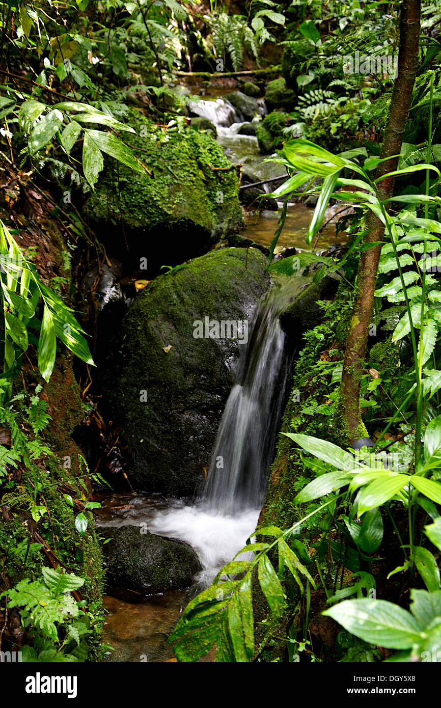 Running water flowing down a set of rocks surrounded by nature at the ...