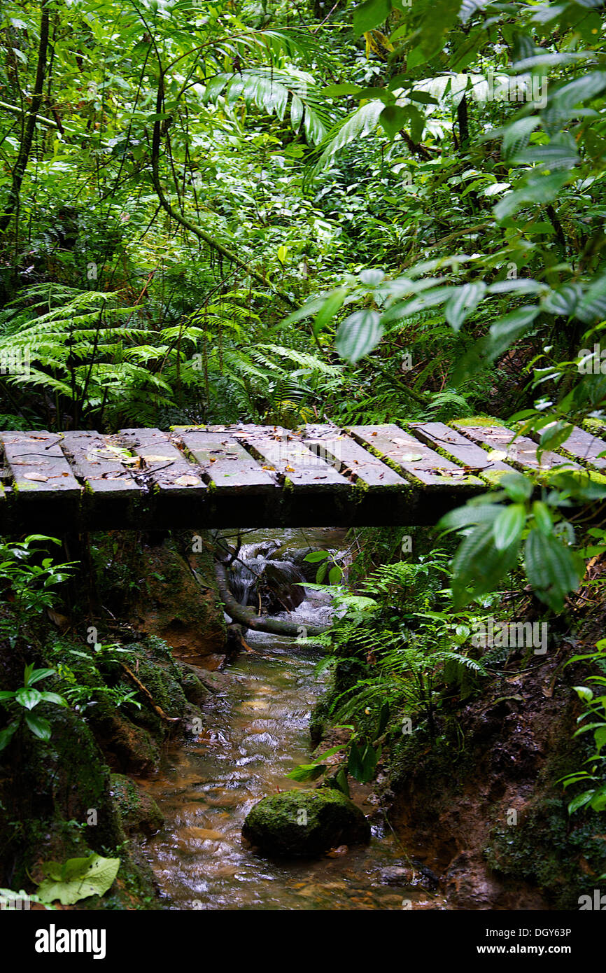 Wooden bridge covered with moss and leaves, one of the trails at the ...