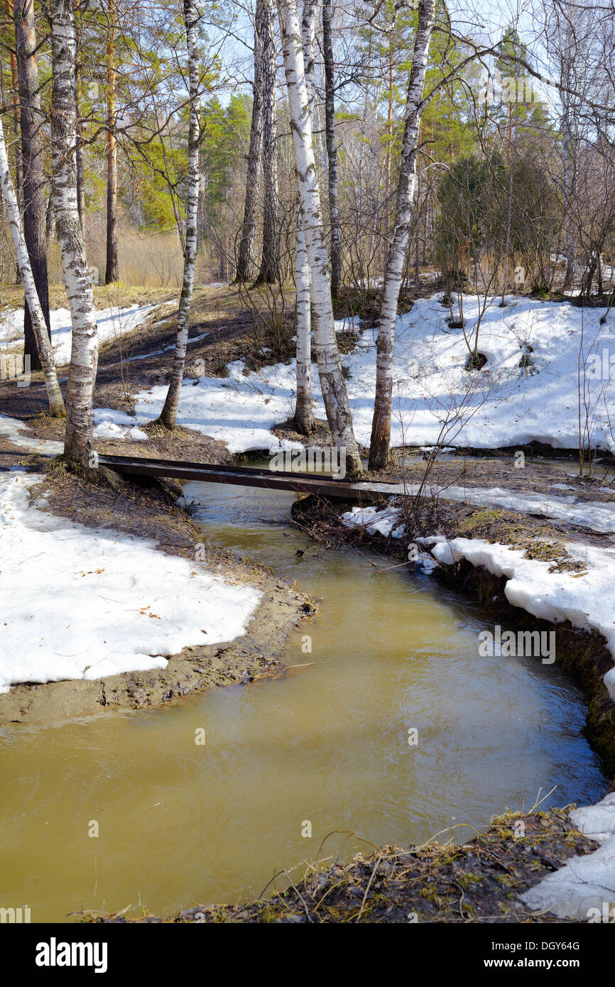 The birch wood spring in may hi-res stock photography and images - Alamy