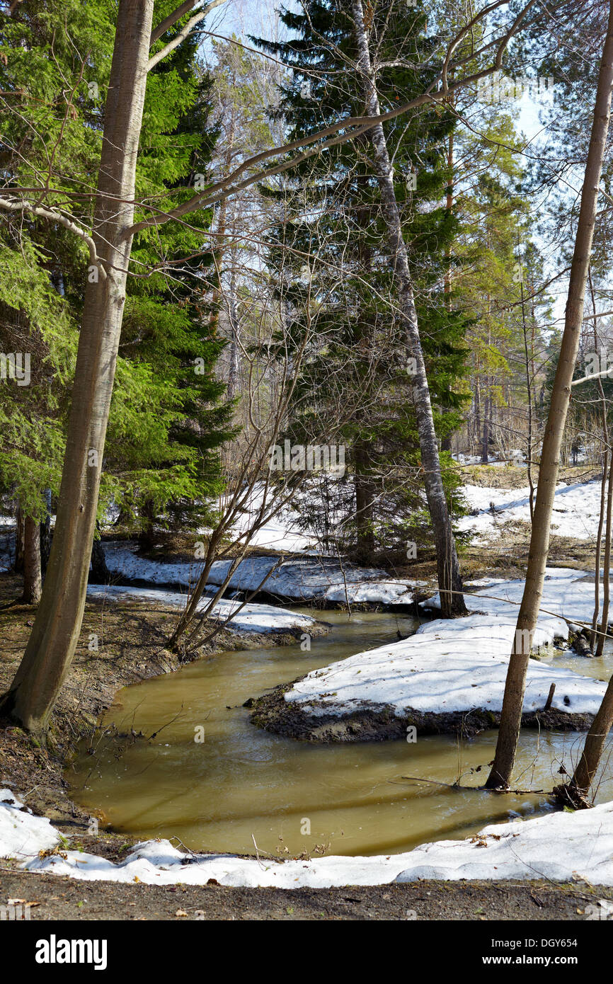 The birch wood spring in may hi-res stock photography and images - Alamy