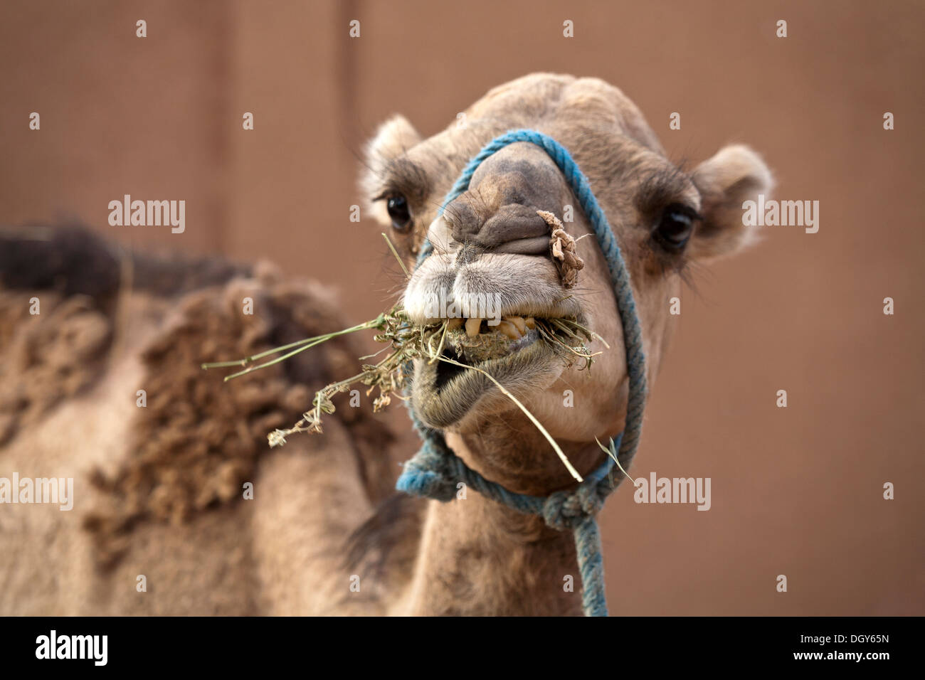 Camel eating hi-res stock photography and images - Alamy