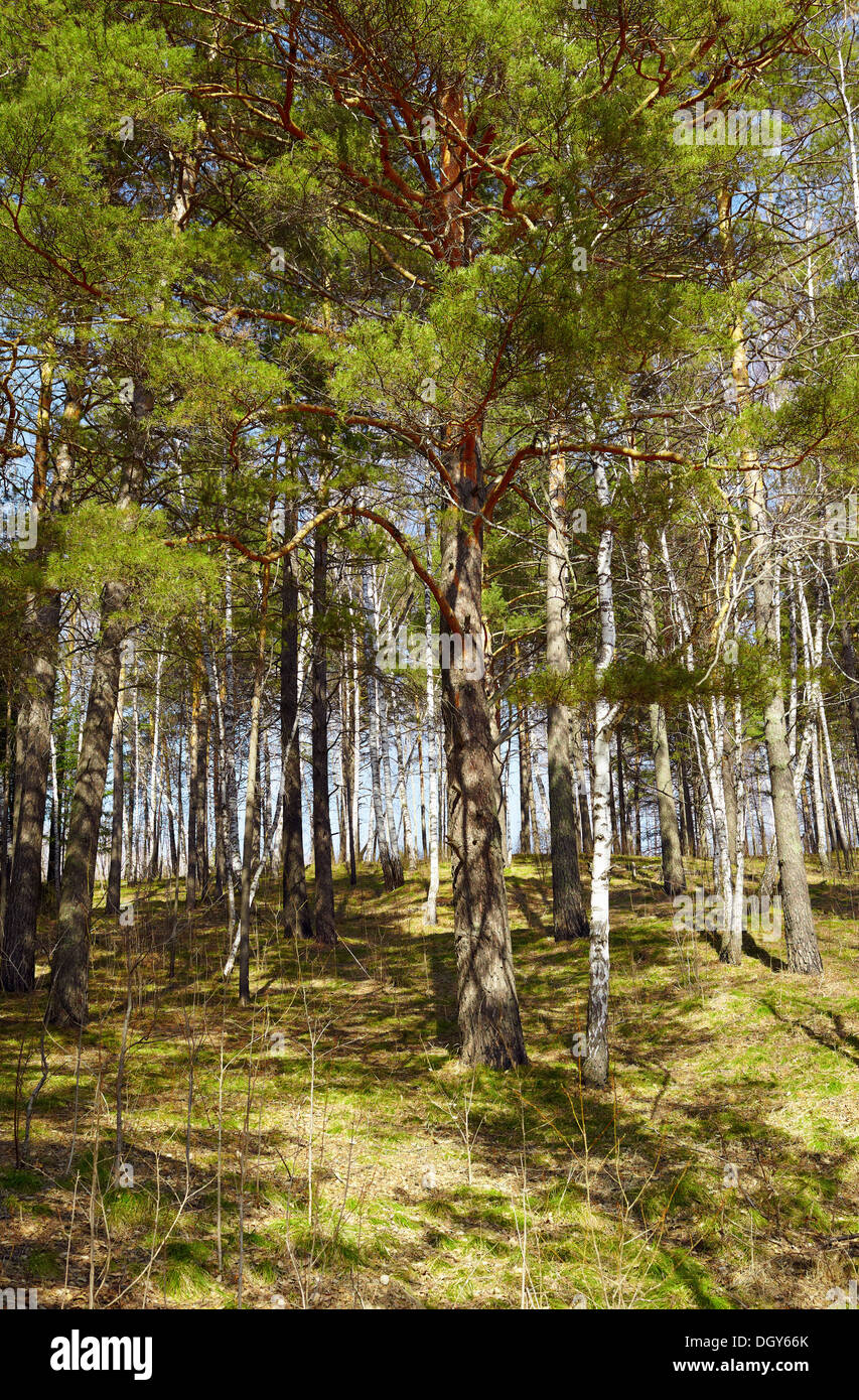 Siberian forest pine conifer at Spring time Stock Photo - Alamy