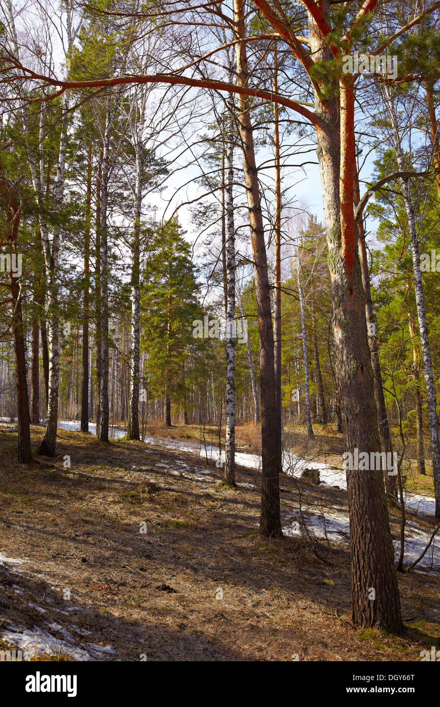 Siberian forest pine conifer at Spring time Stock Photo - Alamy