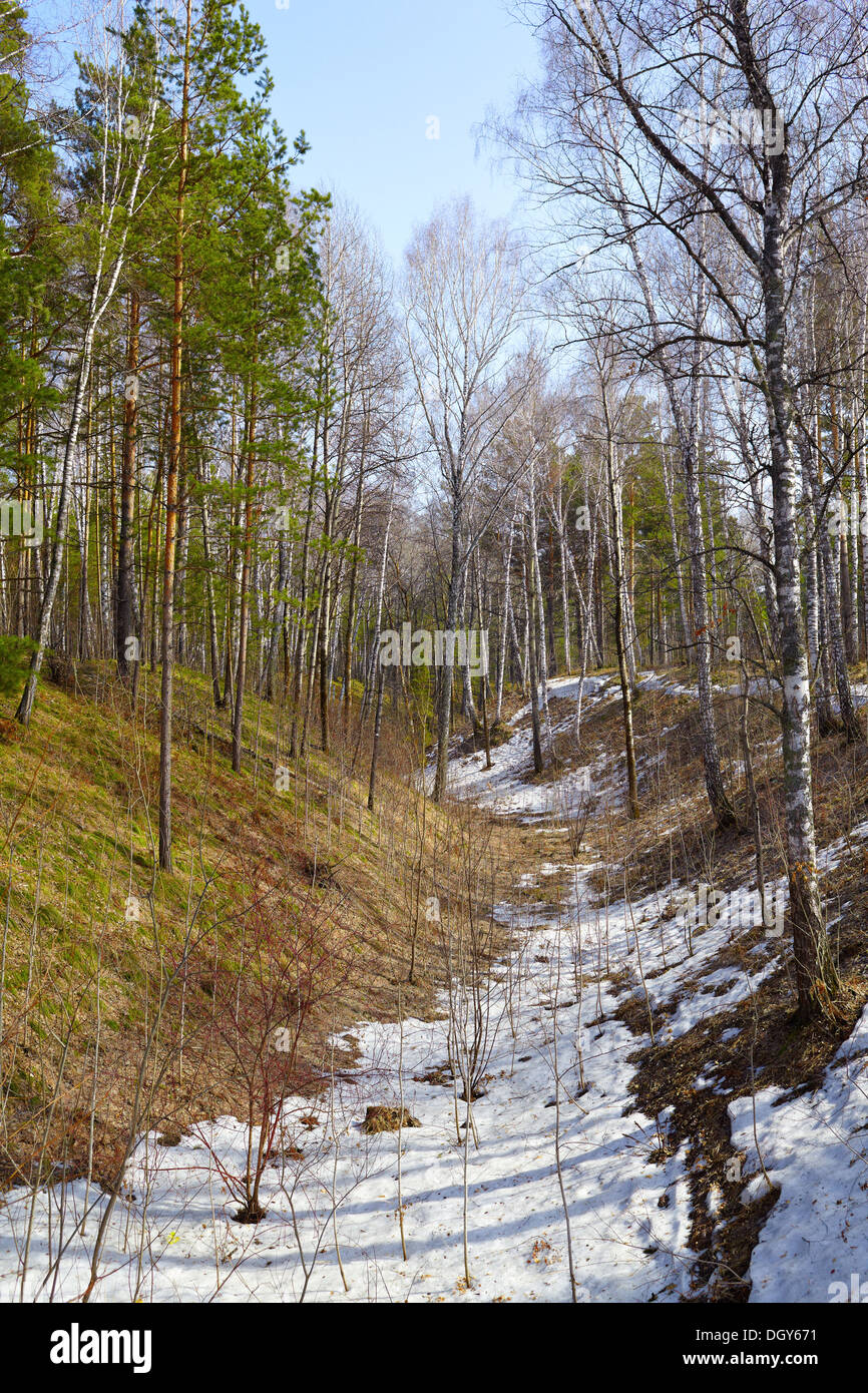 Siberian pine conifer forest in ravine at Spring time Stock Photo - Alamy