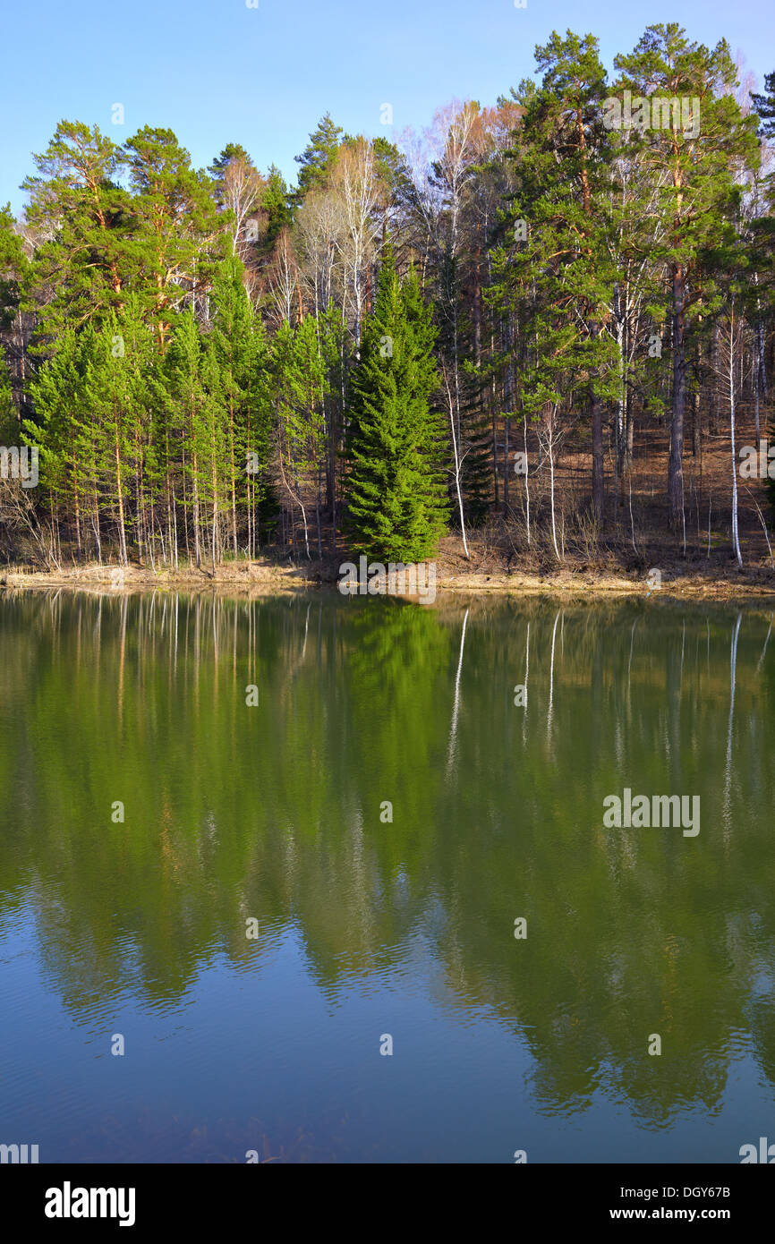 Pond with conifer - birch forest on banks Stock Photo - Alamy