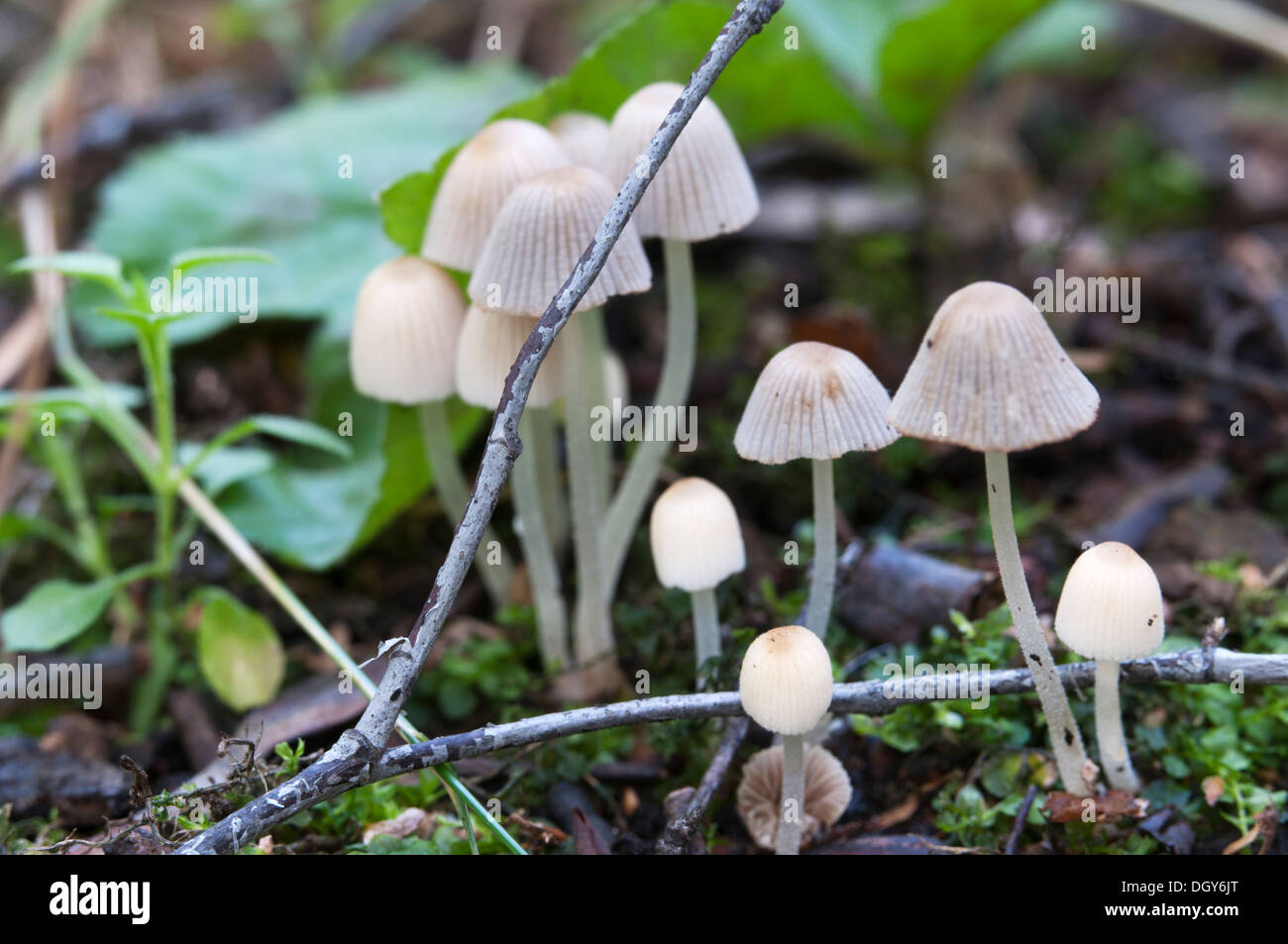 Mushrooms (Coprinus sp.) on a stump in a green moss Stock Photo - Alamy