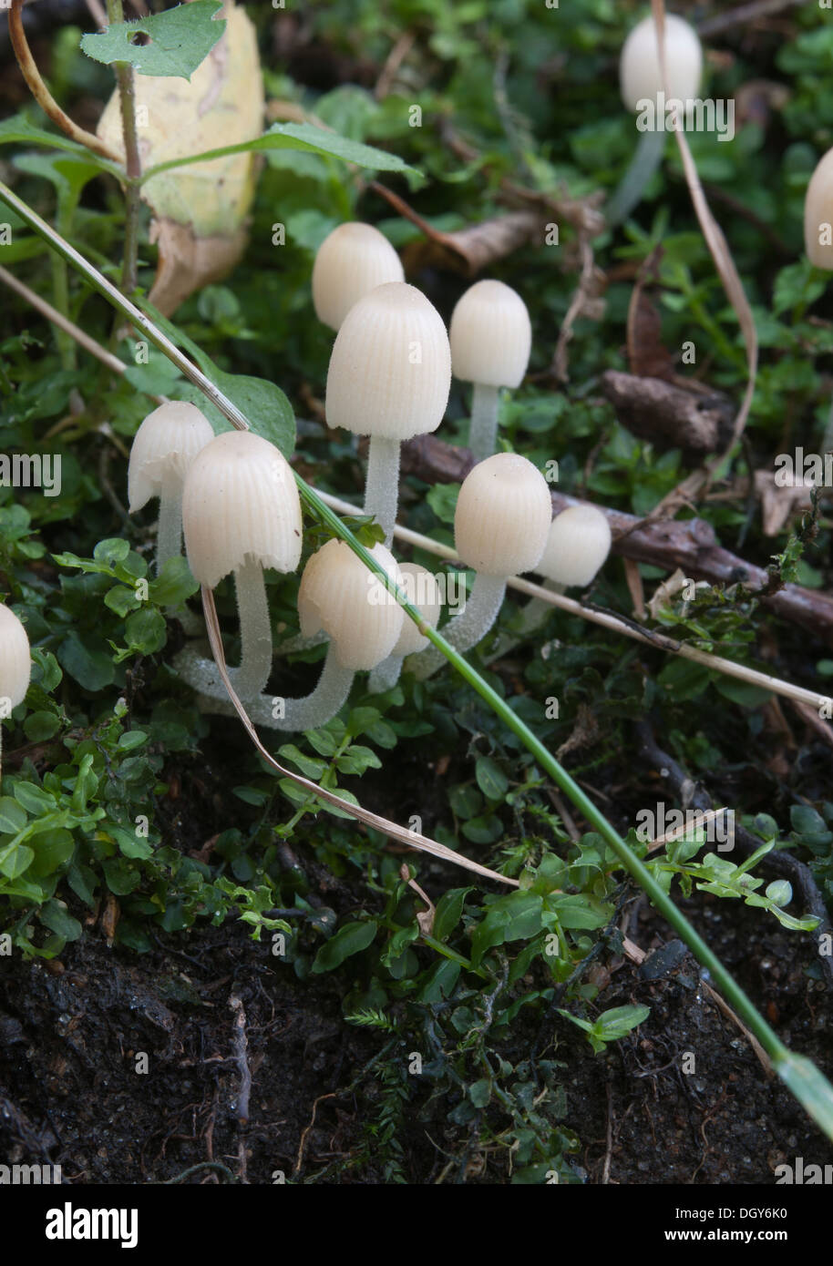 Coprinus Sp High Resolution Stock Photography and Images - Alamy