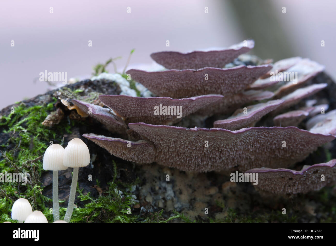 Coprinus sp hi-res stock photography and images - Alamy