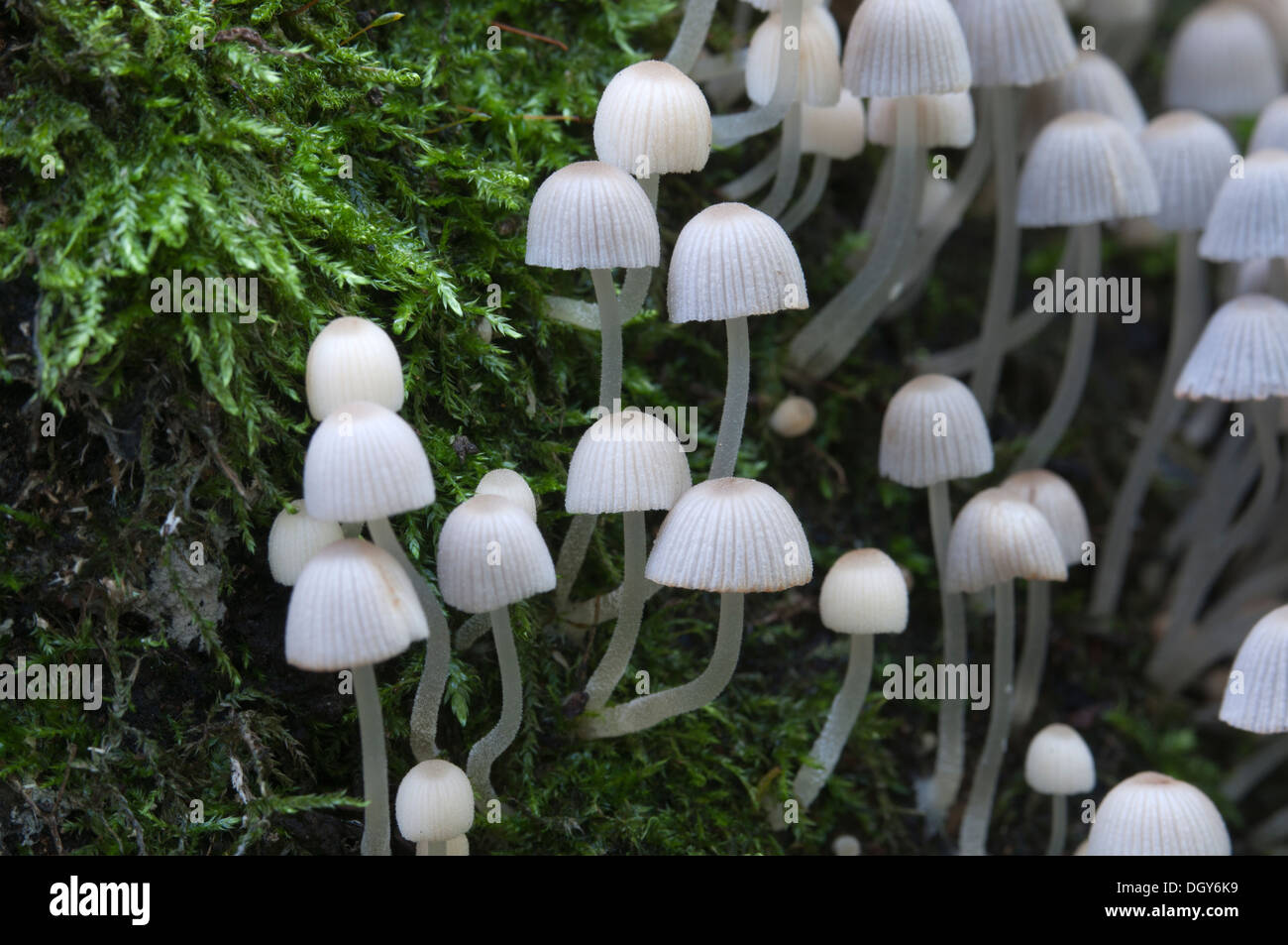 Coprinus