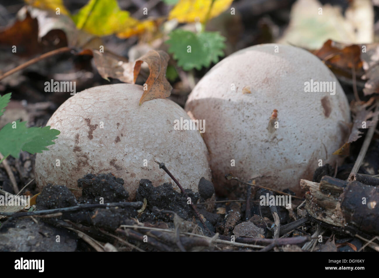 Stinkhorn at egg stage hi-res stock photography and images - Alamy