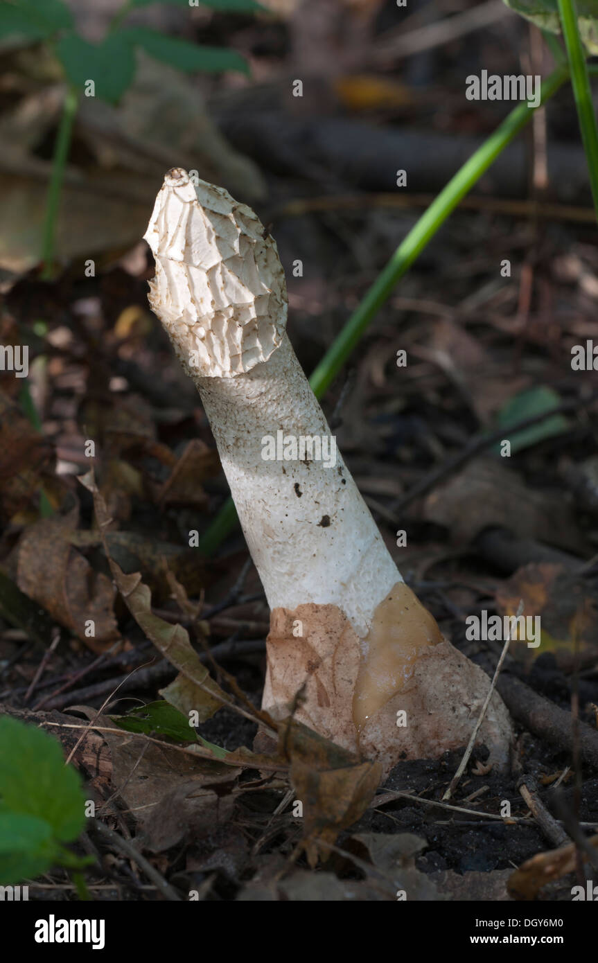Phallus impudicus (common stinkhorn) mushroom in autumn leaves Stock ...