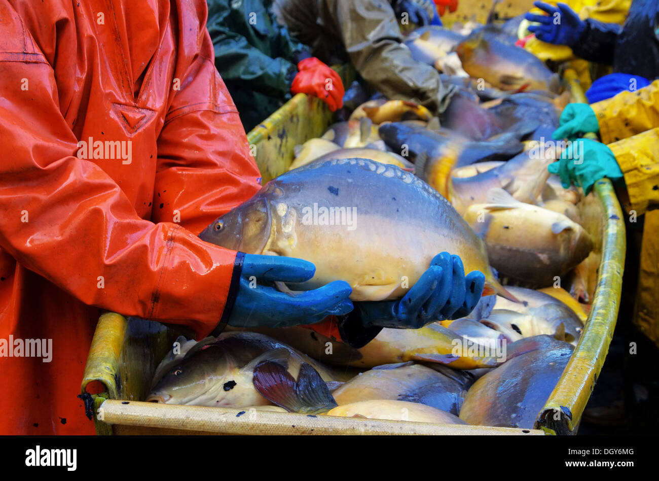 Fish pond dry hi-res stock photography and images - Alamy