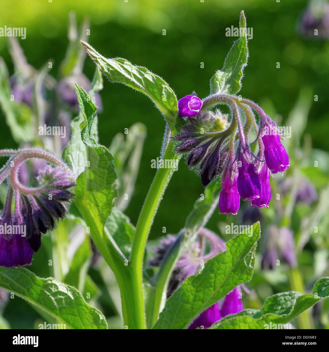 Comfrey wild flower hi-res stock photography and images - Alamy