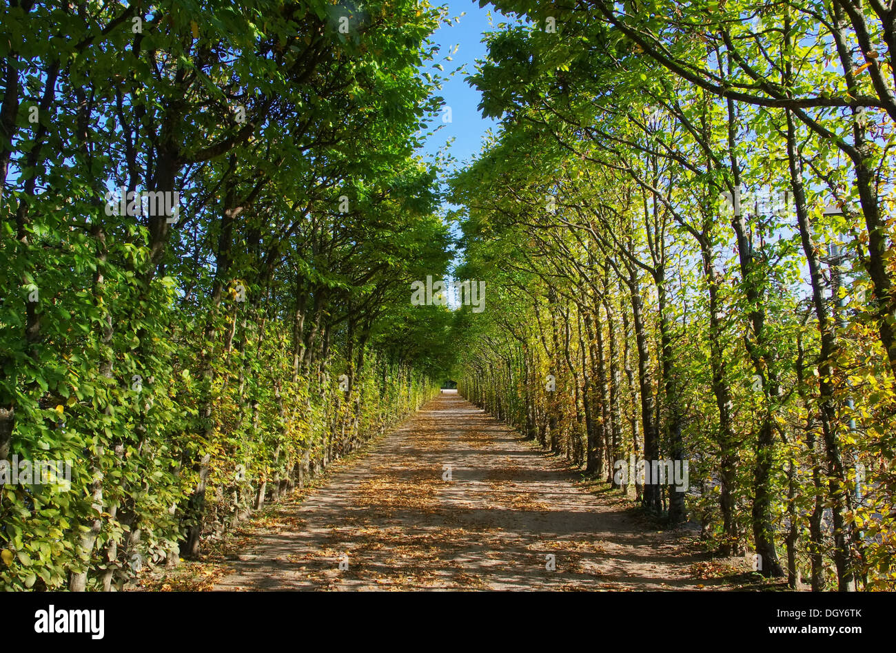 Beech tree lined road hi-res stock photography and images - Alamy