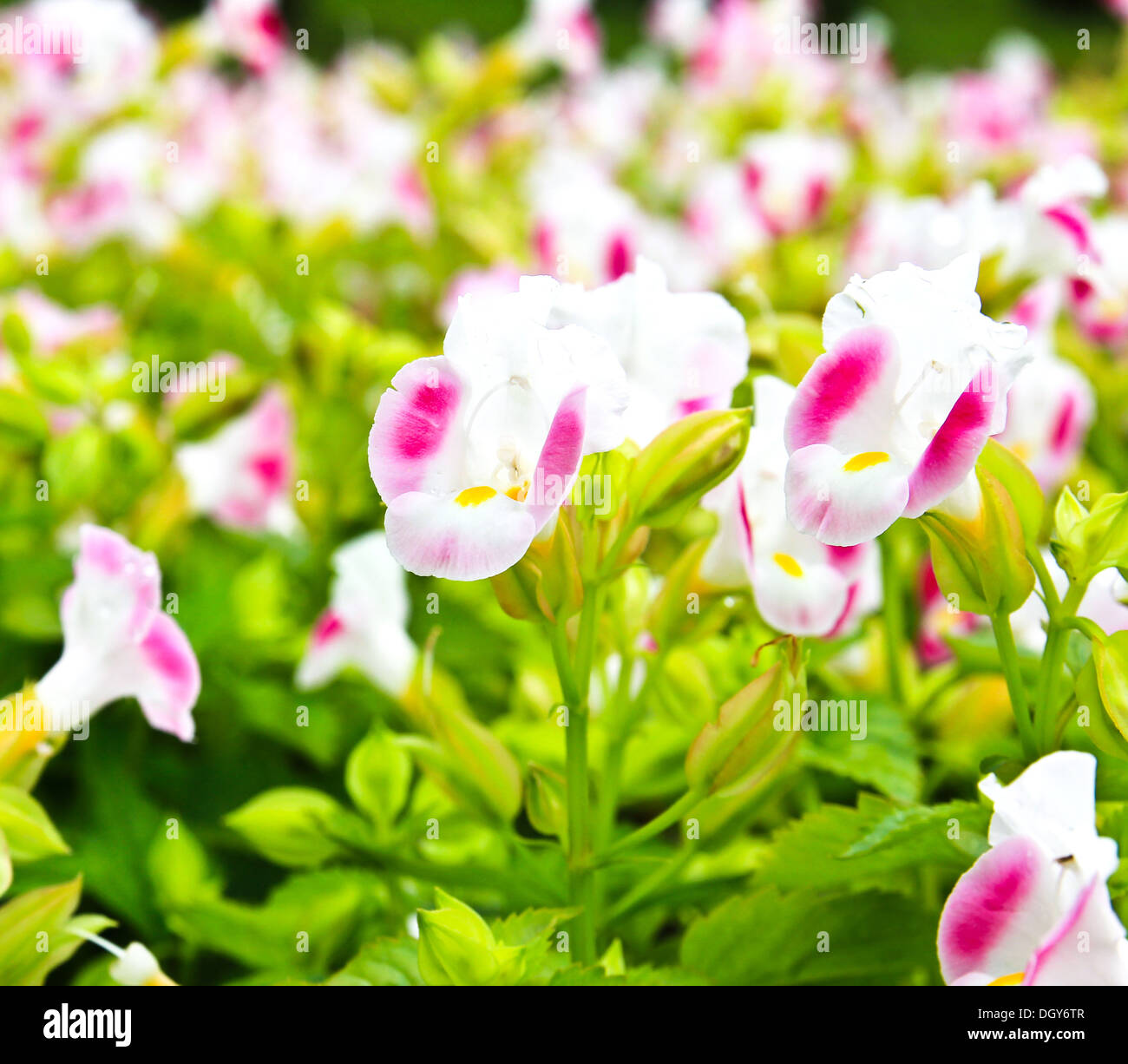 Torenia hi-res stock photography and images - Alamy
