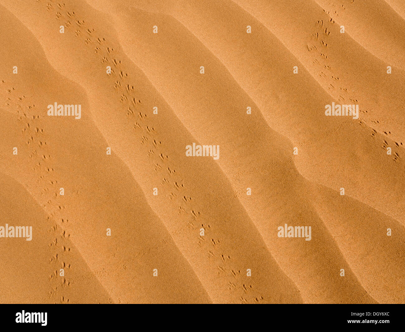 Desert animal tracks hi-res stock photography and images - Alamy