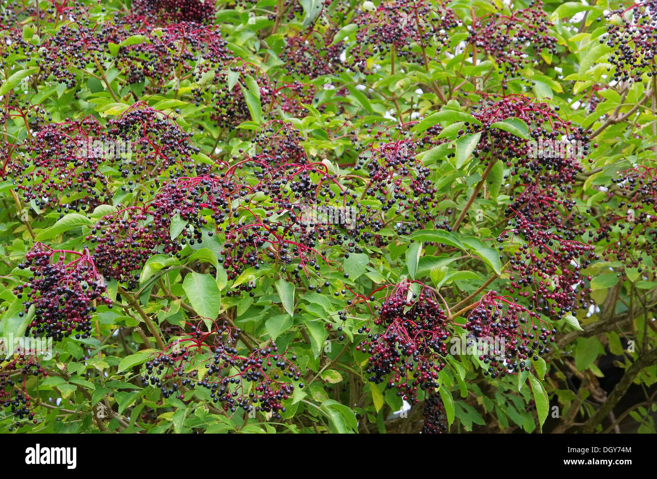 Holunderbeeren hi-res stock photography and images - Alamy