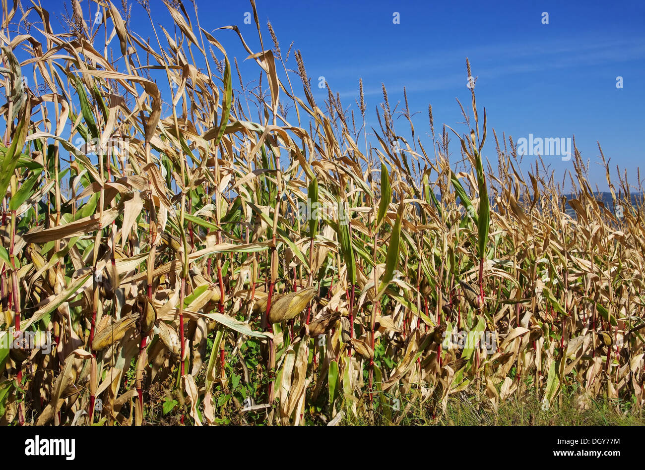Maisfeld im Herbst - corn field in fall 05 Stock Photo - Alamy
