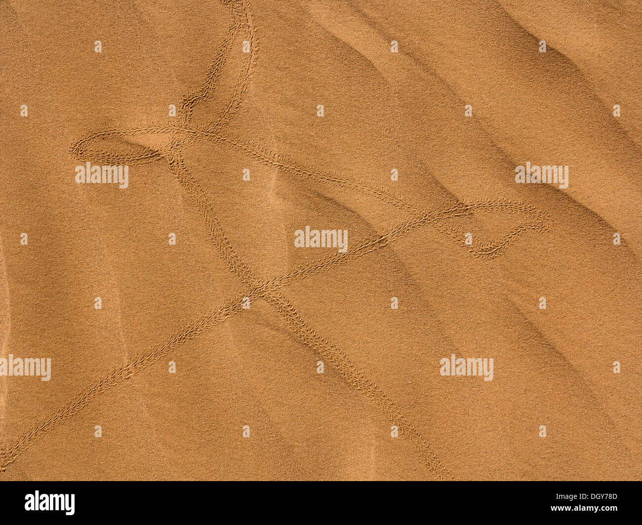 Close up of desert floor showing wind created texture and small animal ...