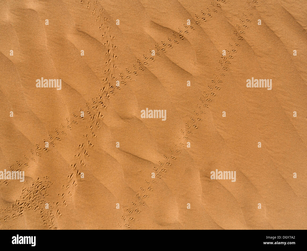 Close up of desert floor showing wind created texture and small animal ...