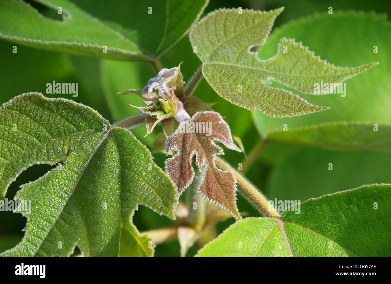 Papiermaulbeerbaum - Paper mulberry 01 Stock Photo - Alamy
