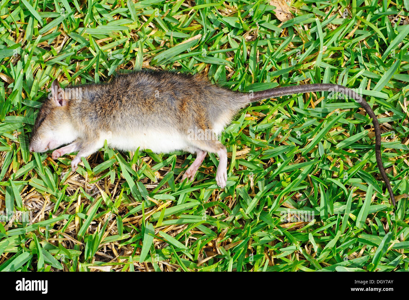 Small dead rat hi-res stock photography and images - Alamy
