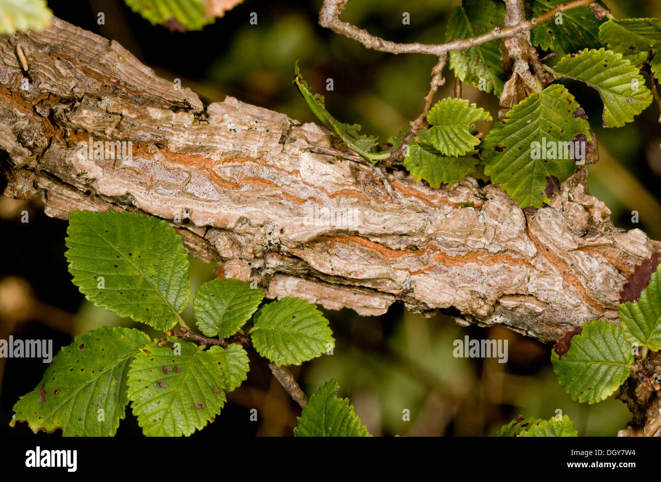 Corky outgrowths on the stem of elm, Ulmus sp Stock Photo - Alamy
