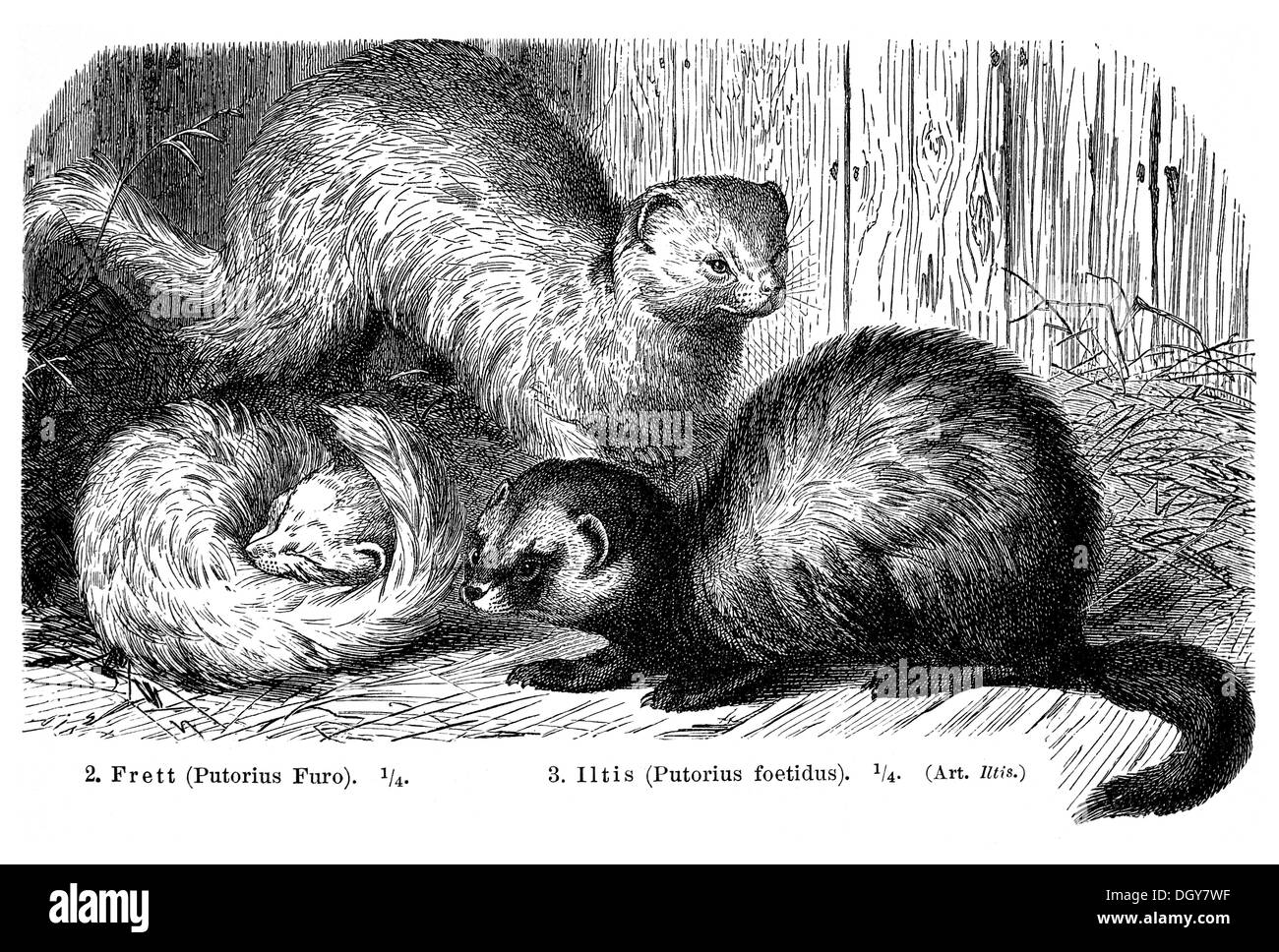 Ferrets (Putorius furo) and Polecat (Putorius foetidus), illustration ...