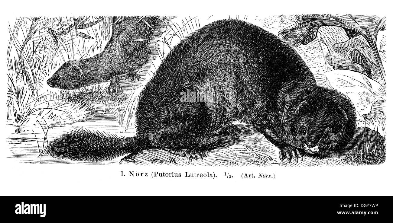 Caniformia canoidea carnivoran carnivora carnivores carnivore cropped ...